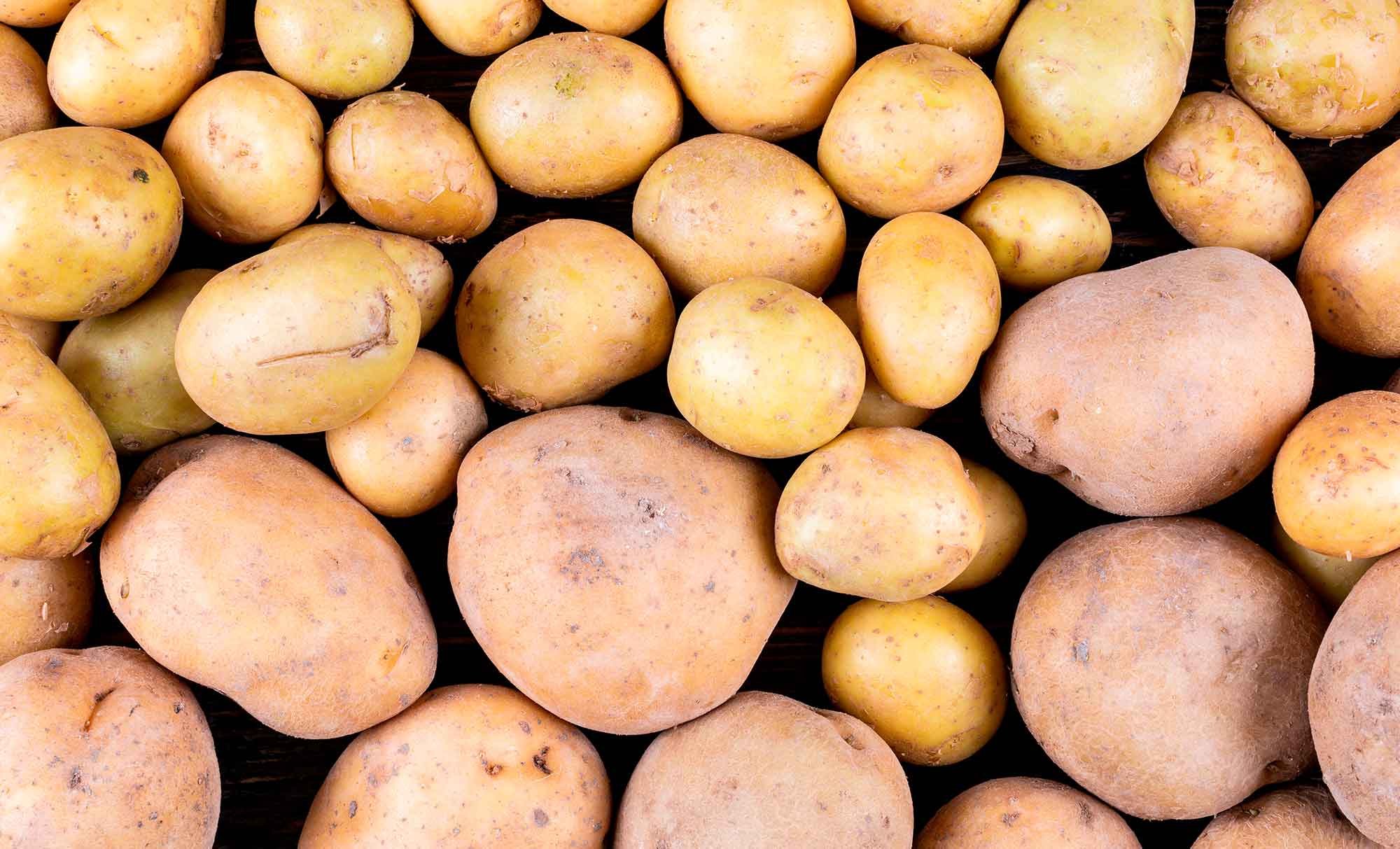 DISTRIBUIDOR PATATA PATURPAT EN CASTILLA Y LEÓN